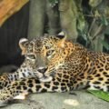 Fauna De Asia: Animales Y Especies Del Continente Asiático